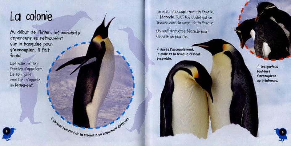 Cycle de vie - L'oeuf et le manchot – Il était une fois...